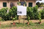 Inaugurato il nuovo vigneto di Sant'Alessio - Quotidiano La Voce
